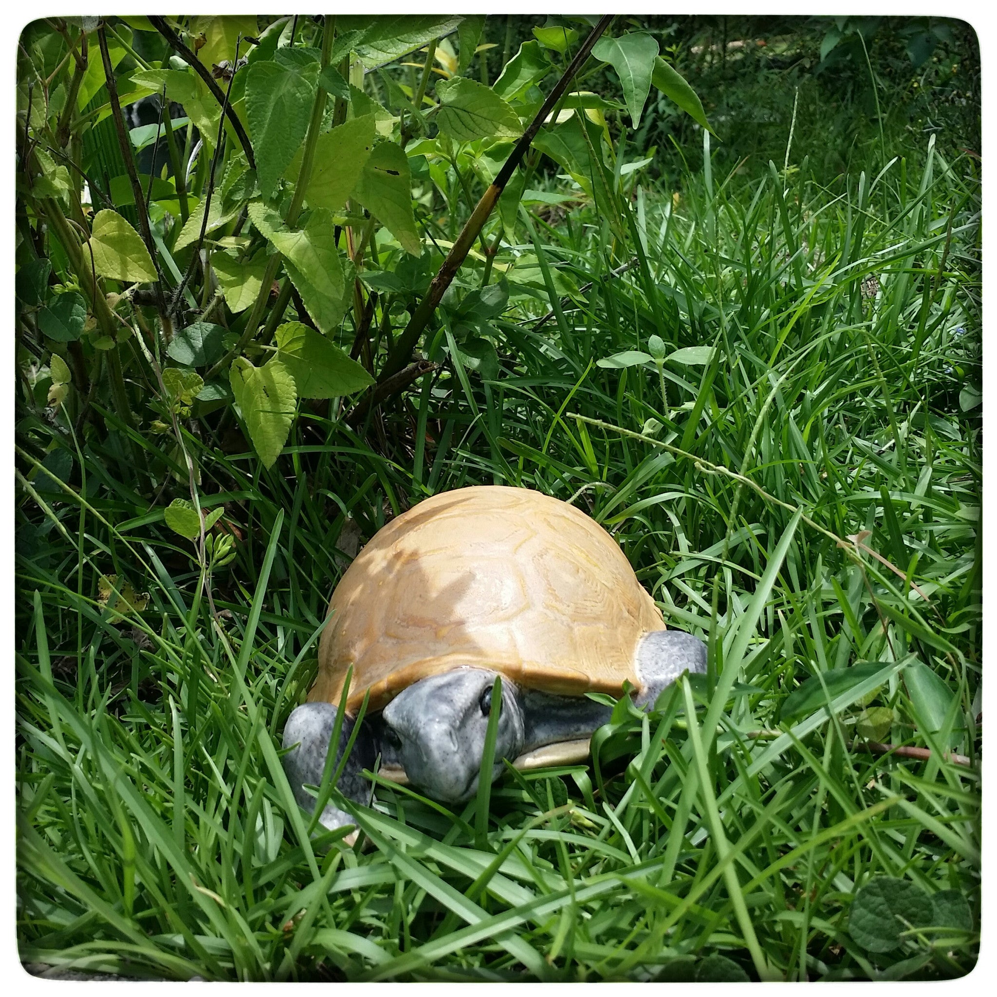 This Week Only: Garden Tortoise – HaldeCraft